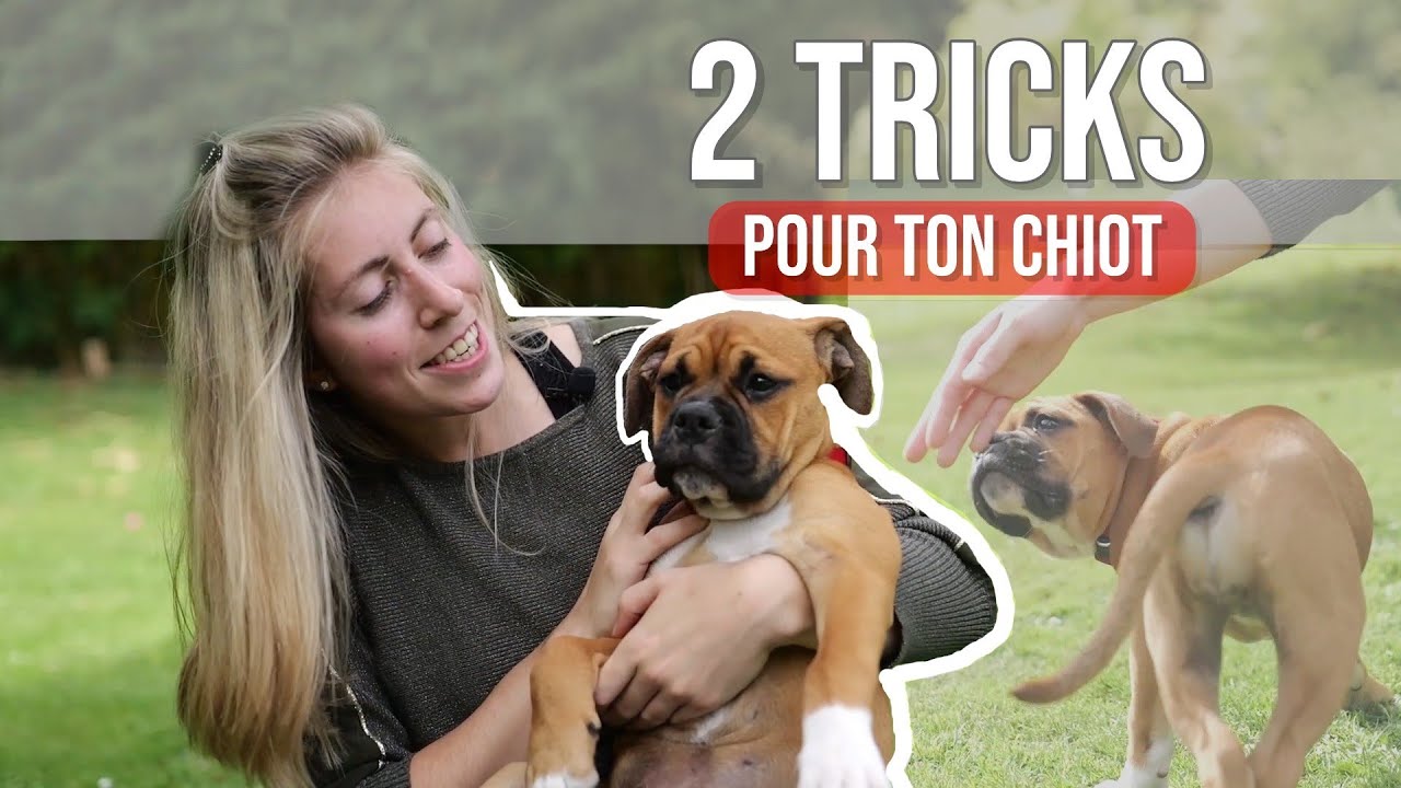 APPRENDRE 2 TOURS FACILE À TON CHIOT (Tuto Dog dancing) - YouTube