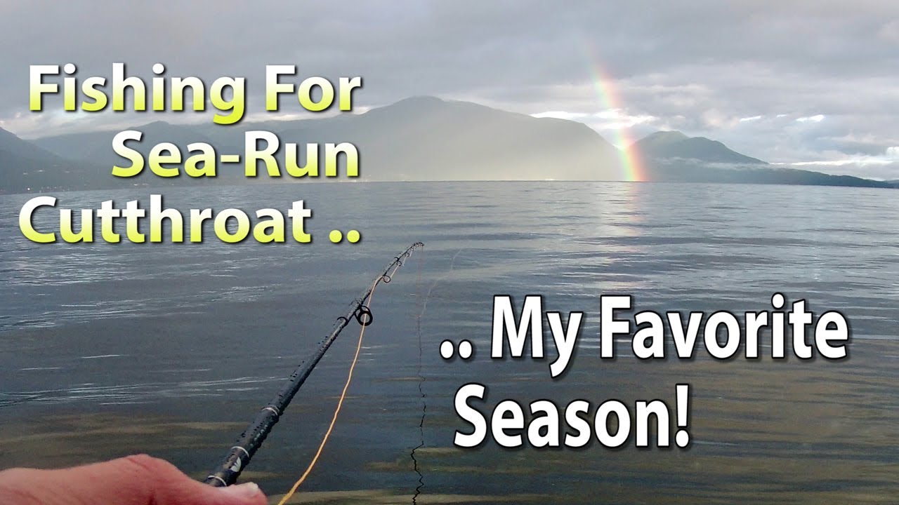 Fly-fishing for Sea-run Cutthroat Trout - my favorite season! - YouTube