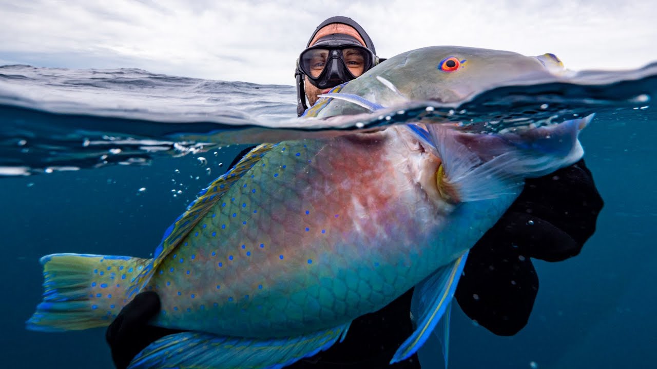 Spearfishing with my brother in Australia Venus Tuskfish Catch Clean ...