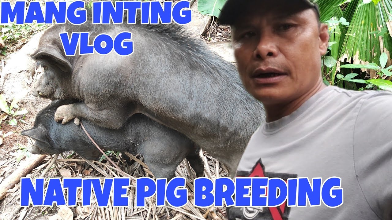 PARAMIHIN NATIN ANG NATIVE PIGS | NATURAL PIGS BREEDING - YouTube