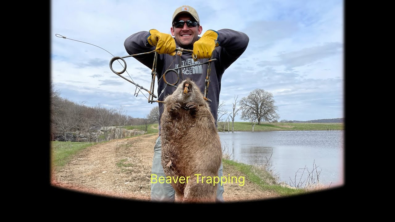 How to set up Beaver Traps - YouTube