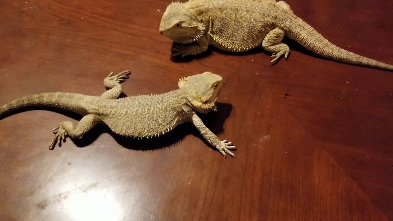 Bearded dragons breeding - YouTube
