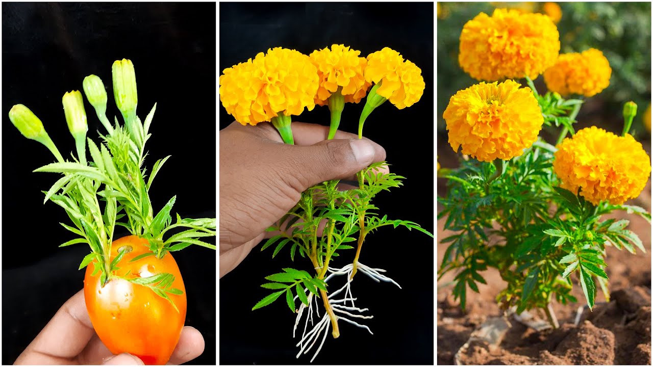 Easy way to grow merry gold plant at home from cutting || Best method ...