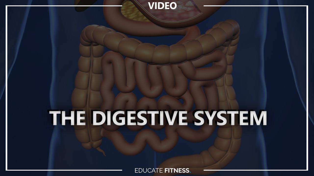 The Digestive System - L2 Gym Instructing - YouTube