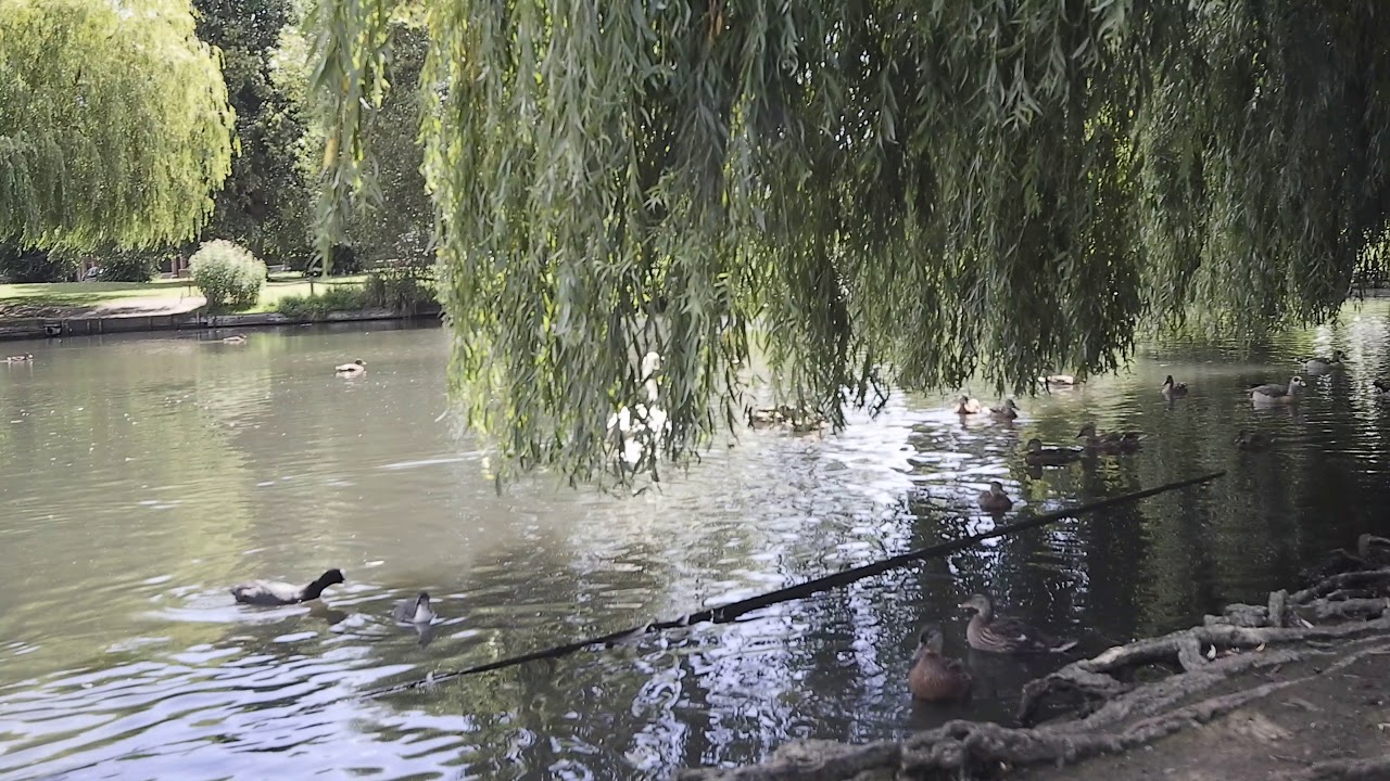Leica TL2 camera 3840x2160 test video