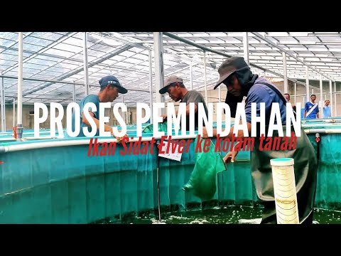 Pemindahan ikan sidat ukuran Elver Ke kolam tanah - YouTube