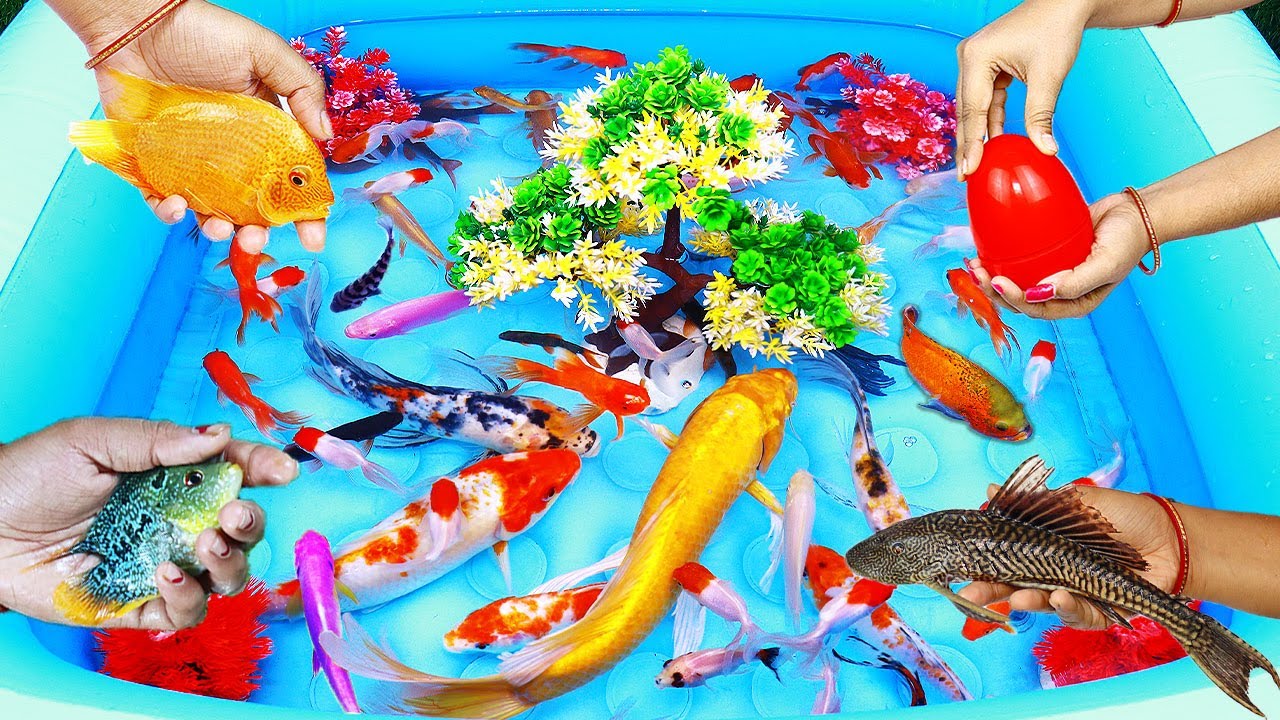 Gold fish Oscar koi carp pleco angel star fish stone fish beautiful ...