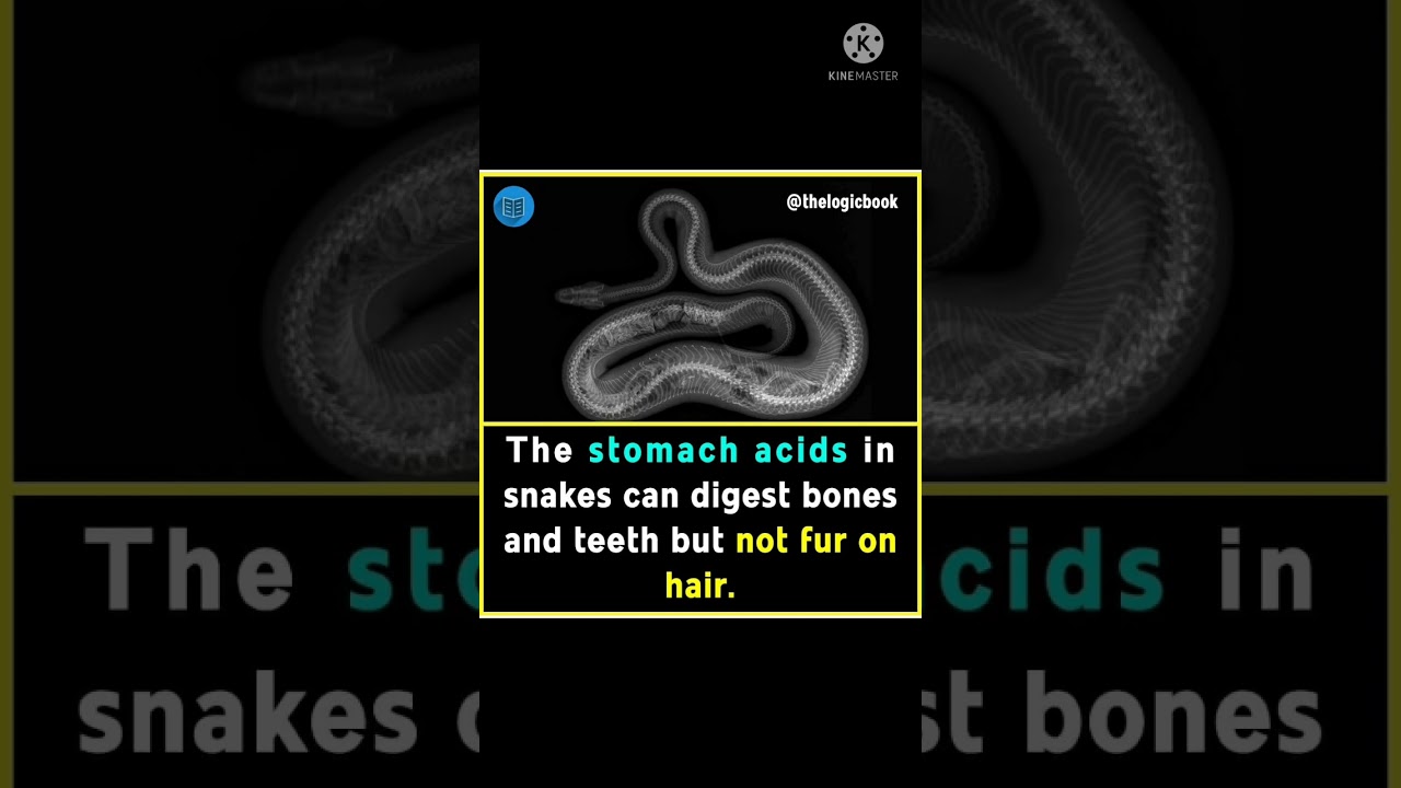 The stomach acids in snakes can digest bones and teeth but not fur on ...