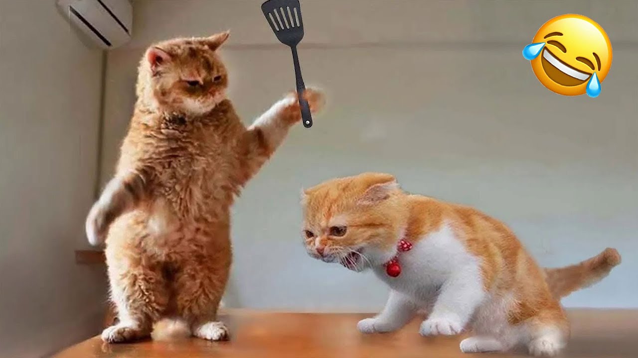 Clumsy pets caught in their funniest moments 🐱🤣 - YouTube