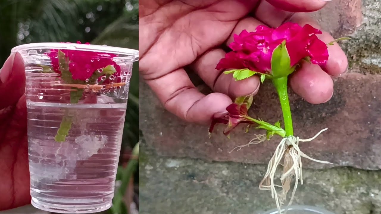 grow rose tree from bud in water - YouTube