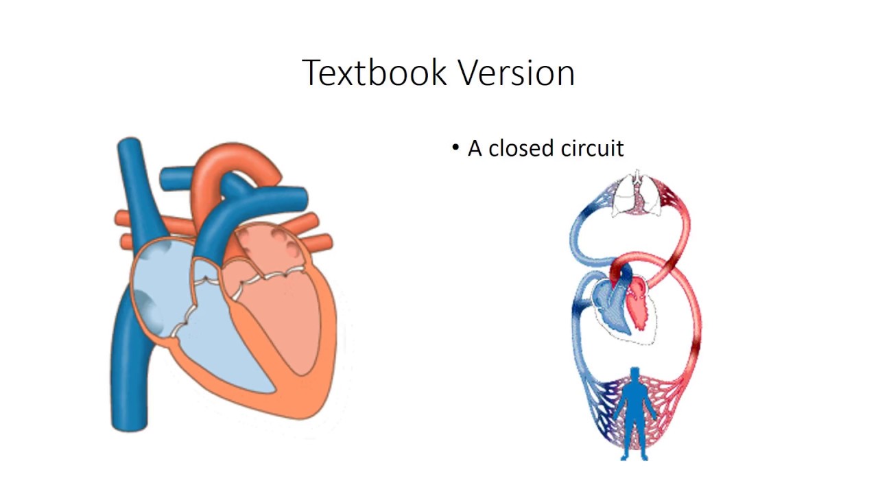 Cardiovascular System for EMTs - YouTube