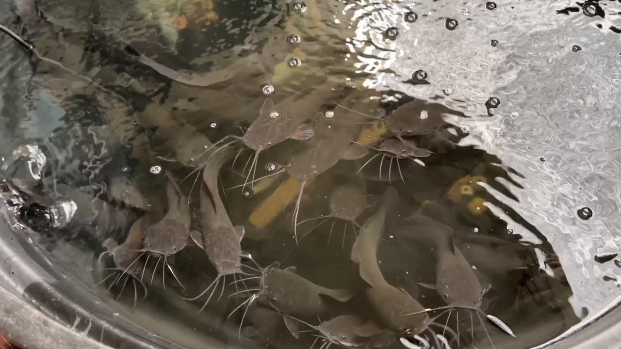 Perkembangan Ternakan Ikan Keli | Ternak Ikan Dalam Tangki Polytank ...