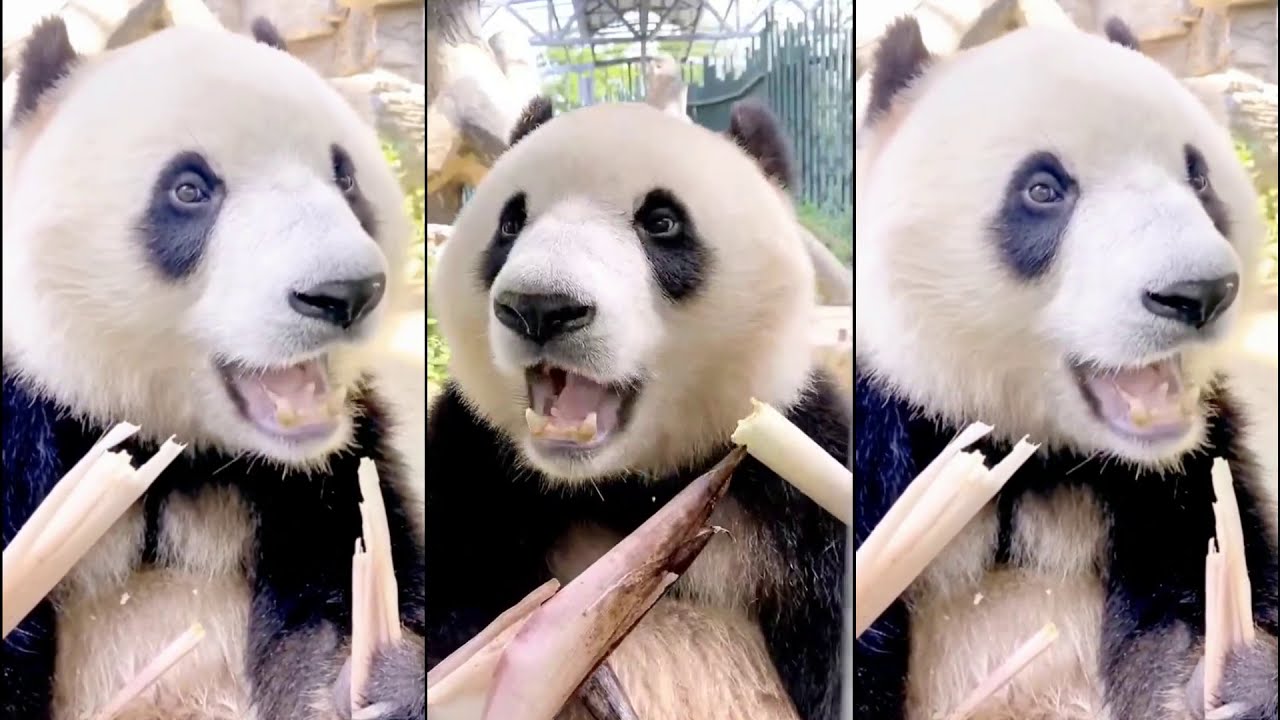 How many teeth do giant pandas have? 🔴 Panda Food | Cute Animals 2021 ...