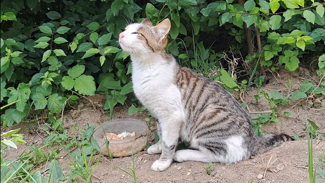 A cute cat who is too lazy to eat food. - YouTube