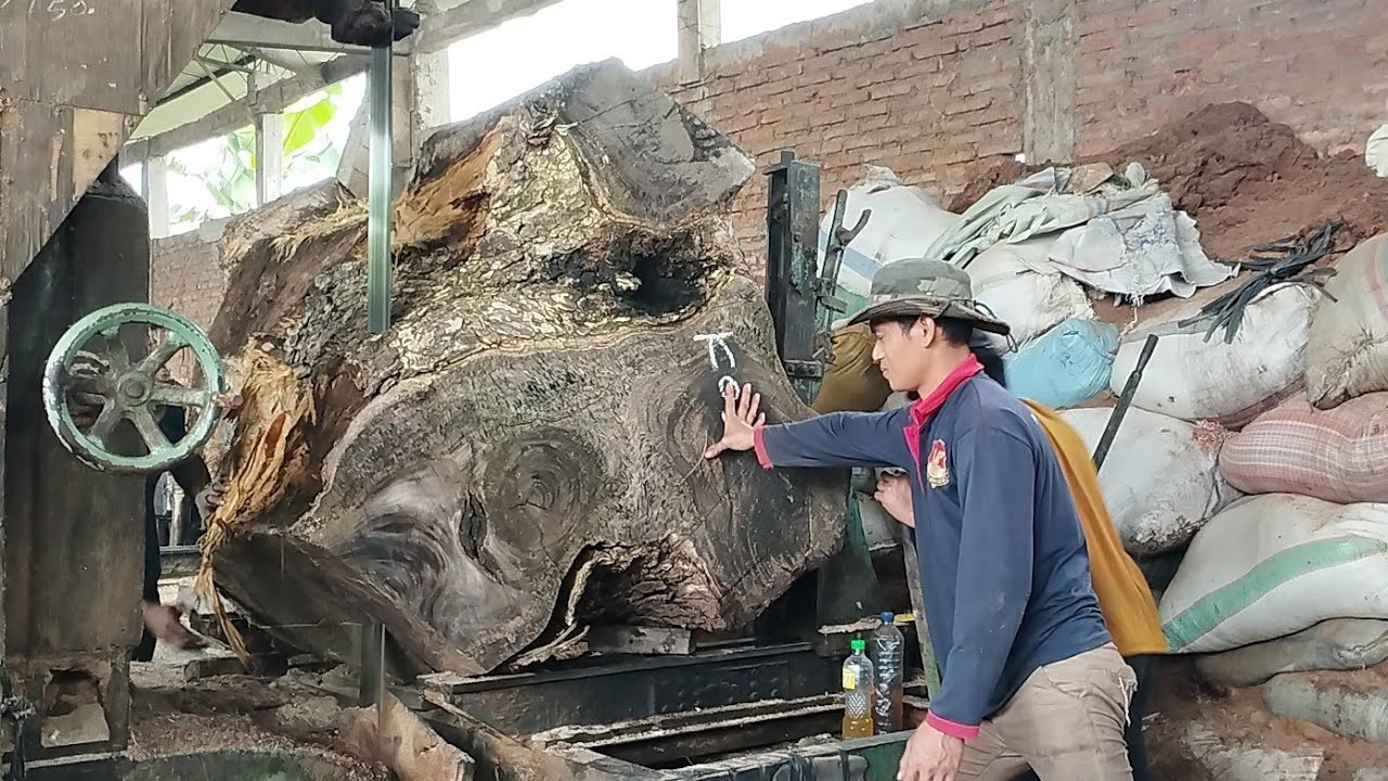 UNIQUE GIANT STUMPS! How Do They Cut It? - YouTube