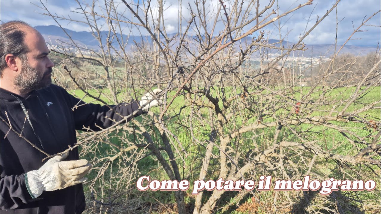 Come potare il melograno a cespuglio - YouTube