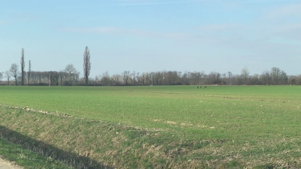 Rhodesian Ridgeback attack dears - YouTube