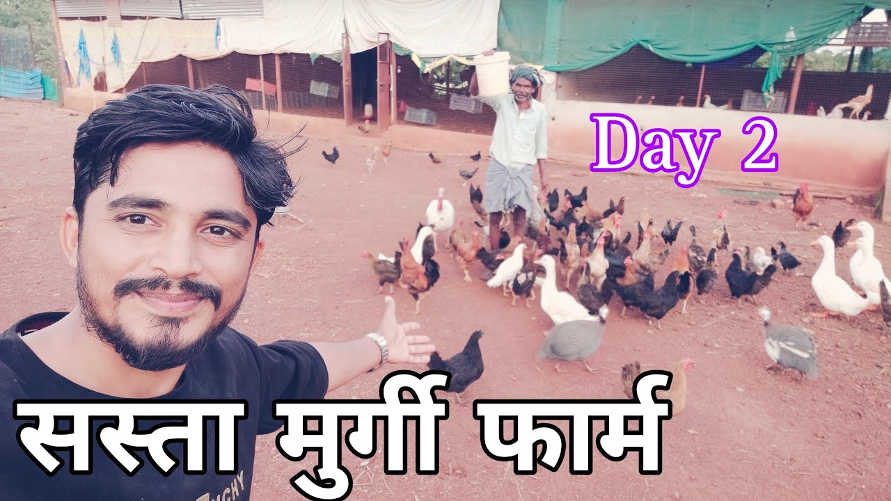 desi murgi farm 🐓 sasta murgi farm | murgi palan training | small murgi ...