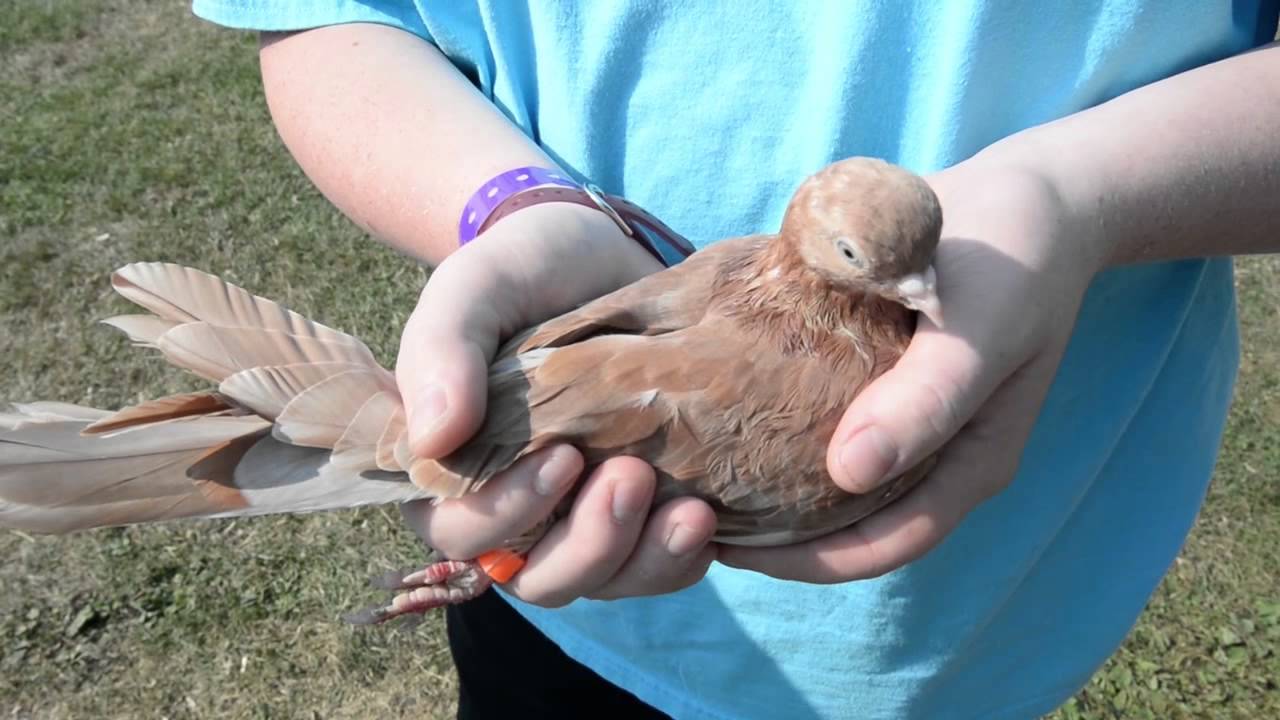 Scooby the Parlor Rolling Pigeon at the NWWF - YouTube