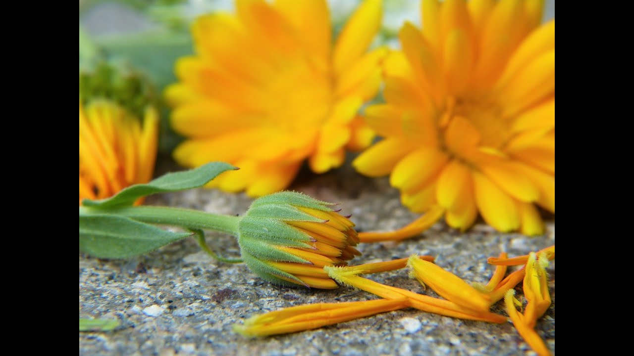 Spiritual Waters: Rose Water, Orange Blossom Water, Mint Water - YouTube