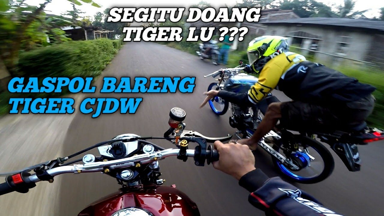 TIGER NEKAD COLLAB BARENG TIGER CJDW - YouTube