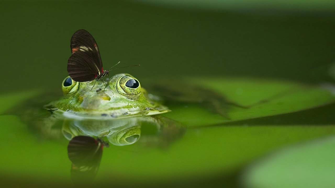 SOOTHING SINGING FROGS | NATURAL RELAXING SOUNDS | 1H - YouTube