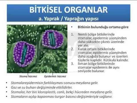 Bitkiler 1