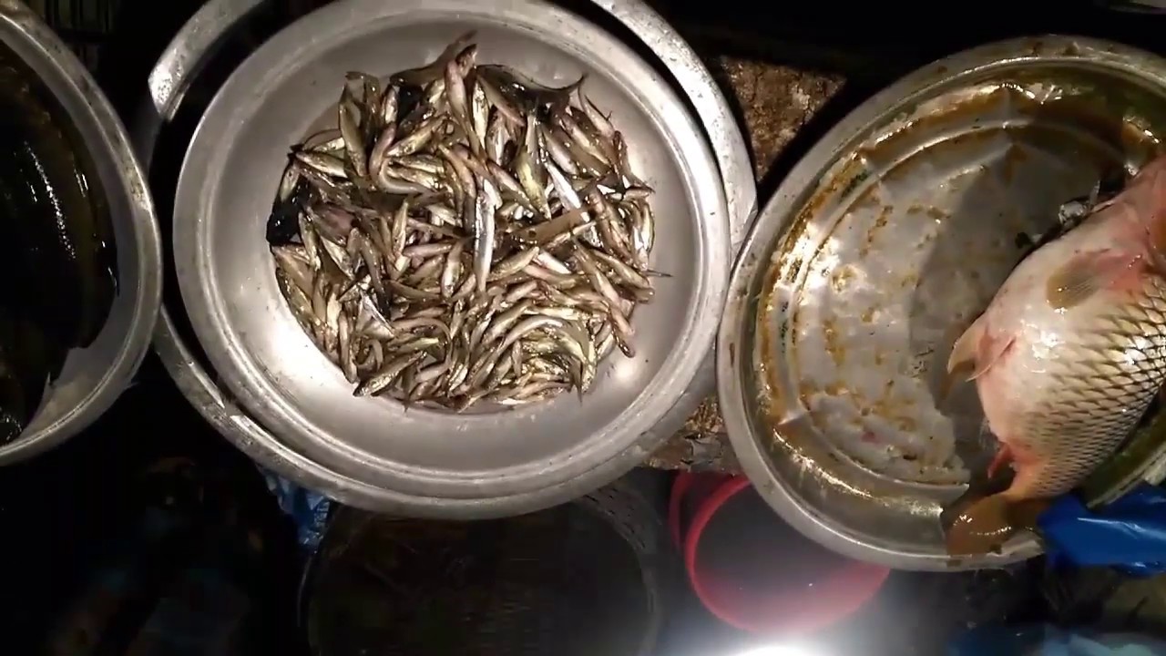 Small river fish in Bangladesh - YouTube