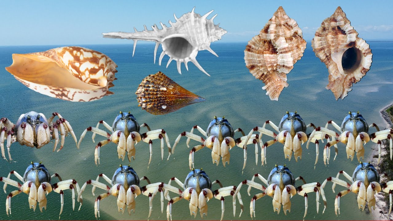 So many Rare Murex Seashells! Beach Combing in a seashell goldmine in ...