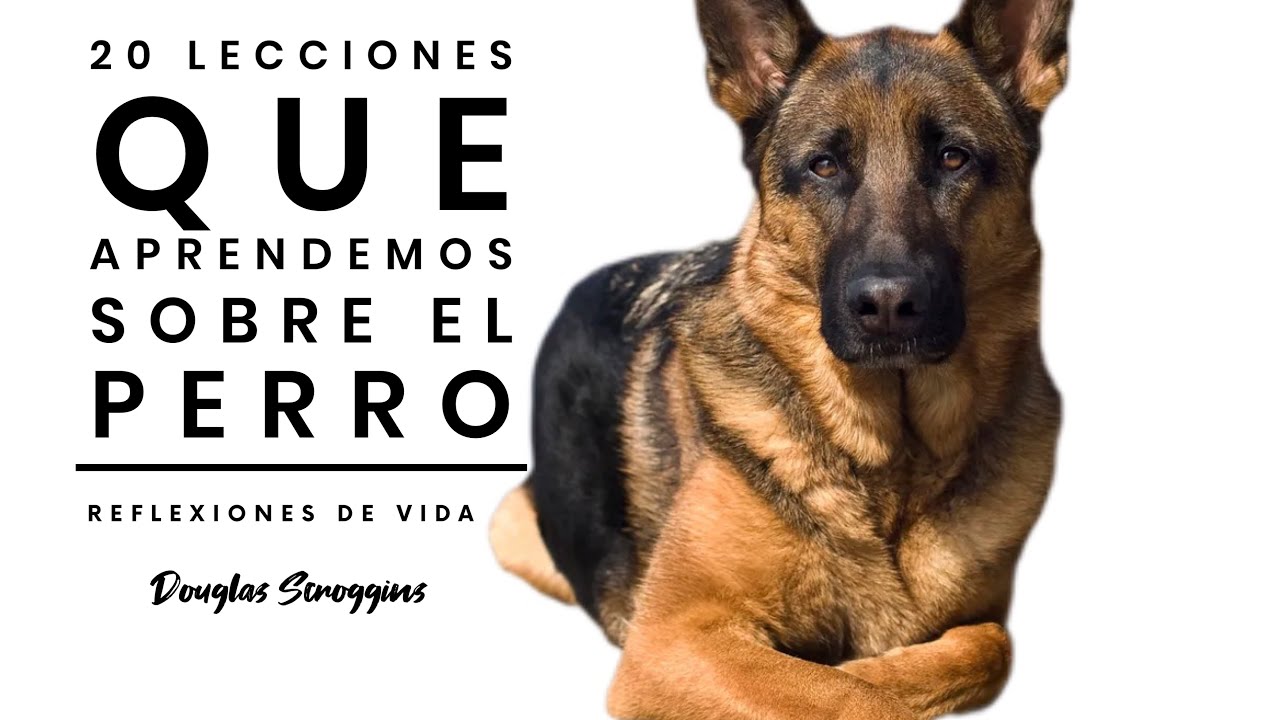 20 LECCIONES que Aprendemos sobre el PERRO | Reflexiones de vida - YouTube