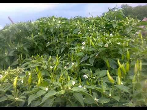Inilah Rahasia!! 6 Cara Membuat Tanaman Cabe Tinggi 2 Meter dan Subur ...