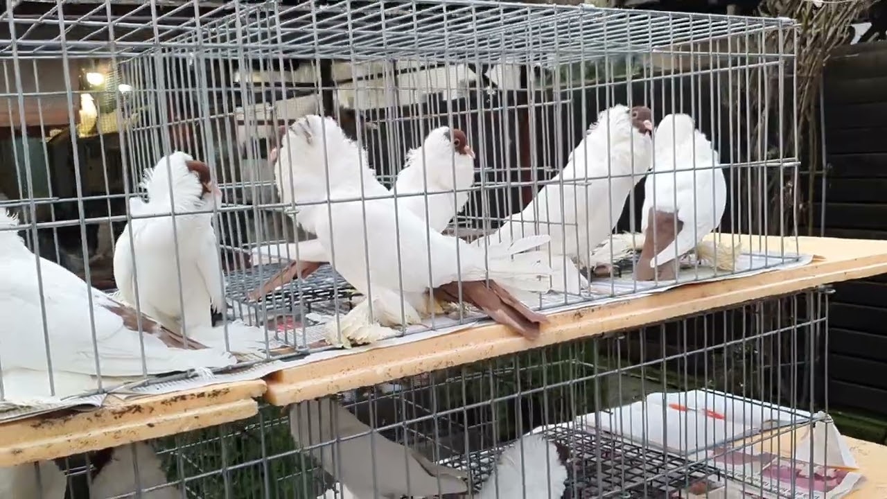 Fancy pigeons red Schmalkalden Moorhead pairs for 2022 - Porumbei Cap ...