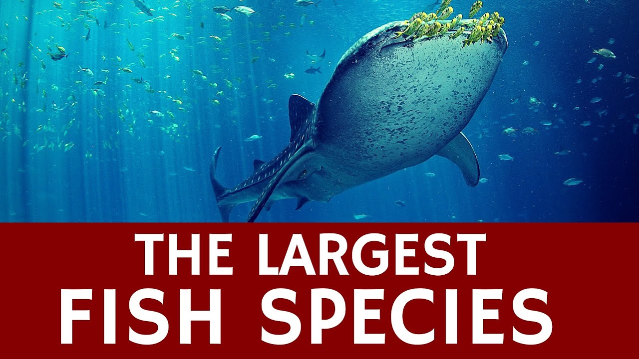 World s Largest Species Of Fish Whale Shark Basic Animal Facts world-s-largest-species-of-fish-whale-shark-basic-animal-facts