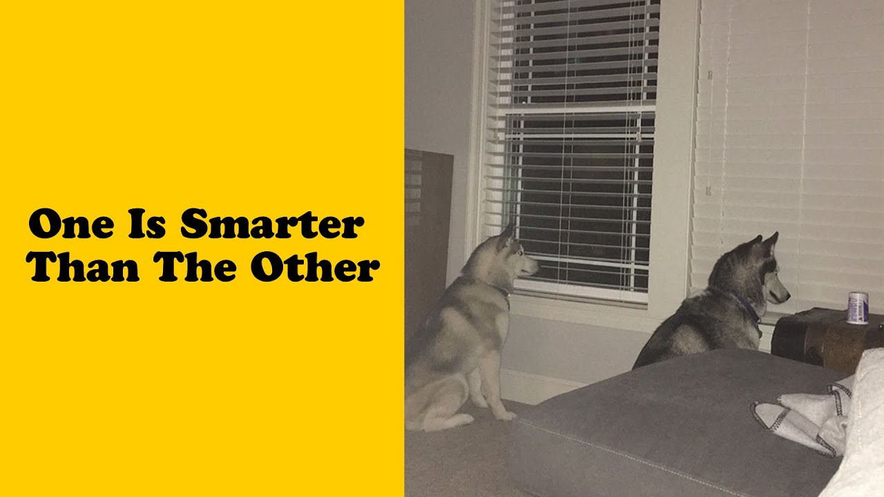 50 Idiot Dogs That Will Crack You Up - Cute dog - YouTube