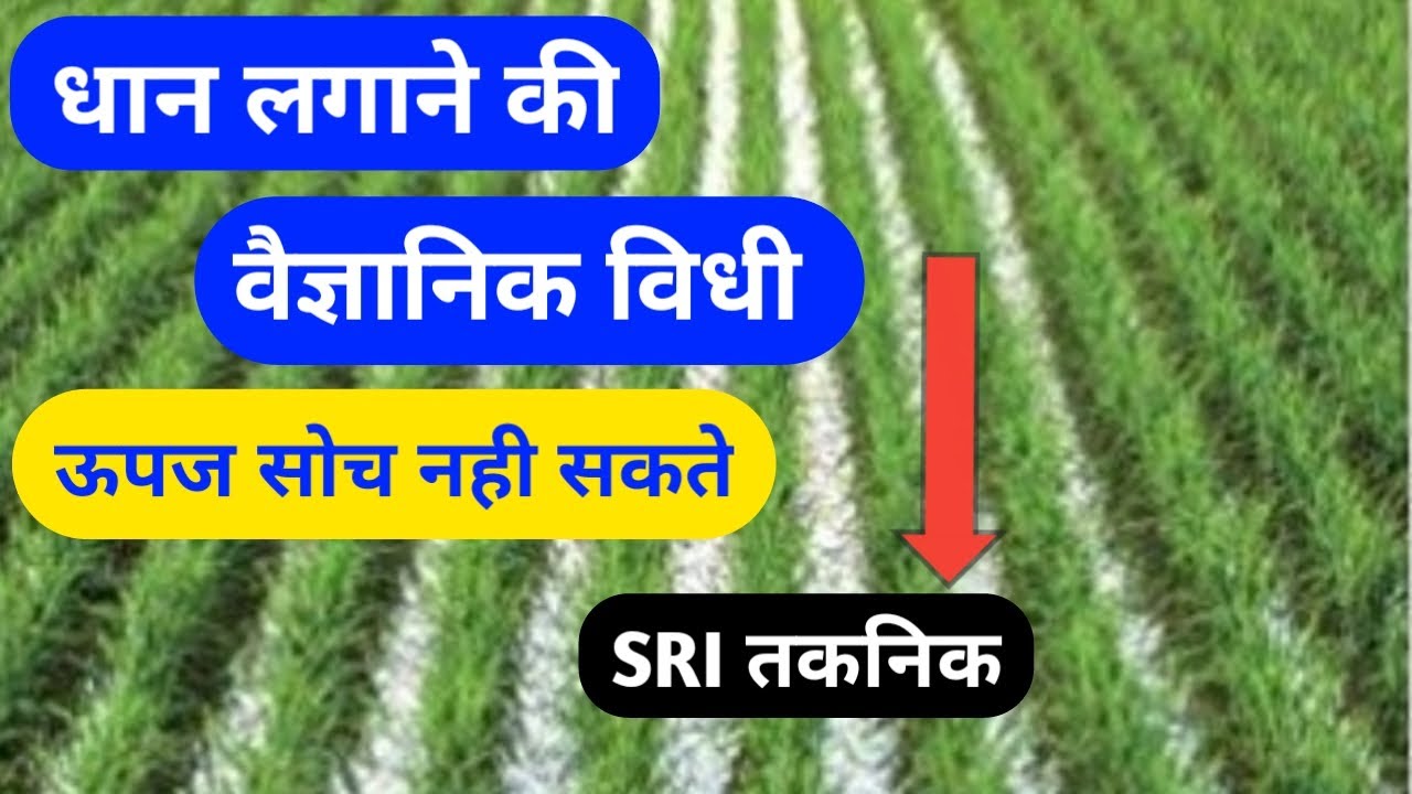 sri method of paddy cultivation in hindi || धान की बंपर खेती का राज ...