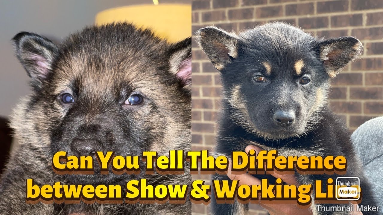 Can You Tell The Difference Between Show Line and Working Line German ...