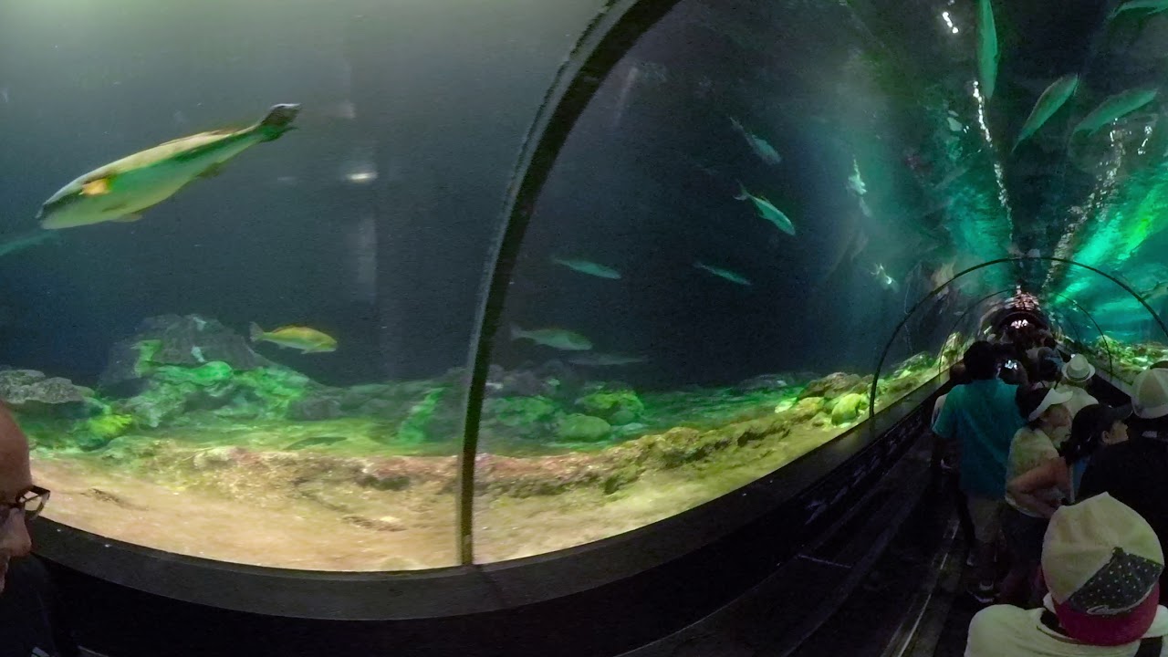 2018-07-01 - Sea World Orlando Shark Enclosure - YouTube