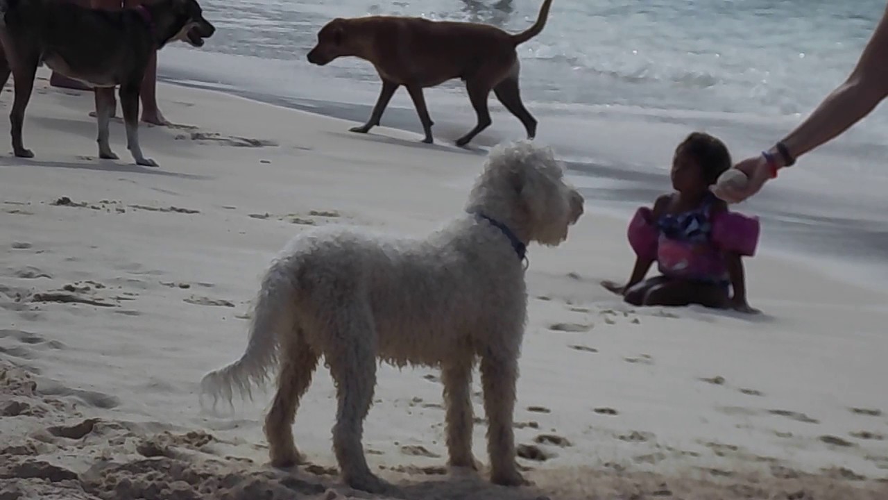 Topher the Dog in Grand Turk Part 2 - YouTube