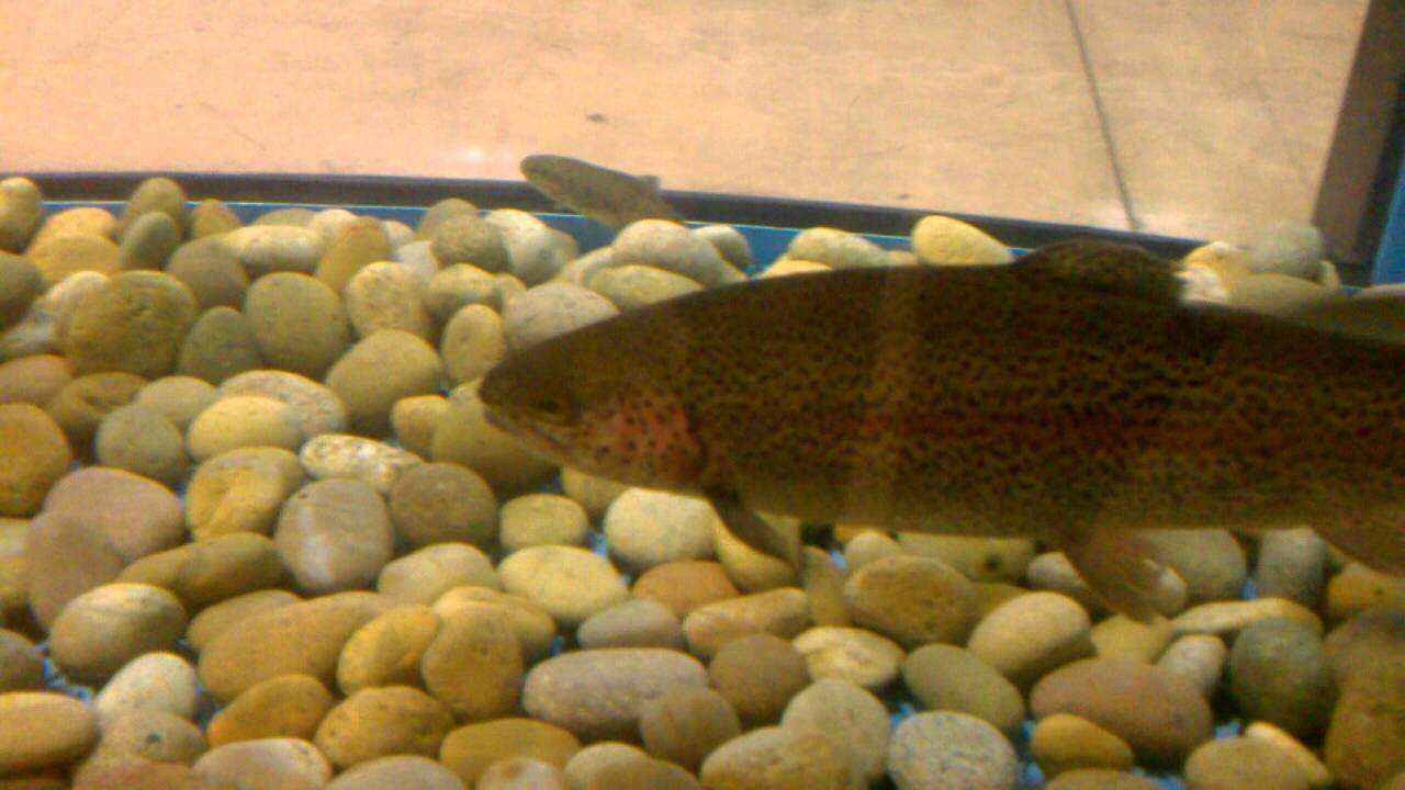 Rainbow Trout In A Tank YouTube Rainbow Trout In A Tank YouTube