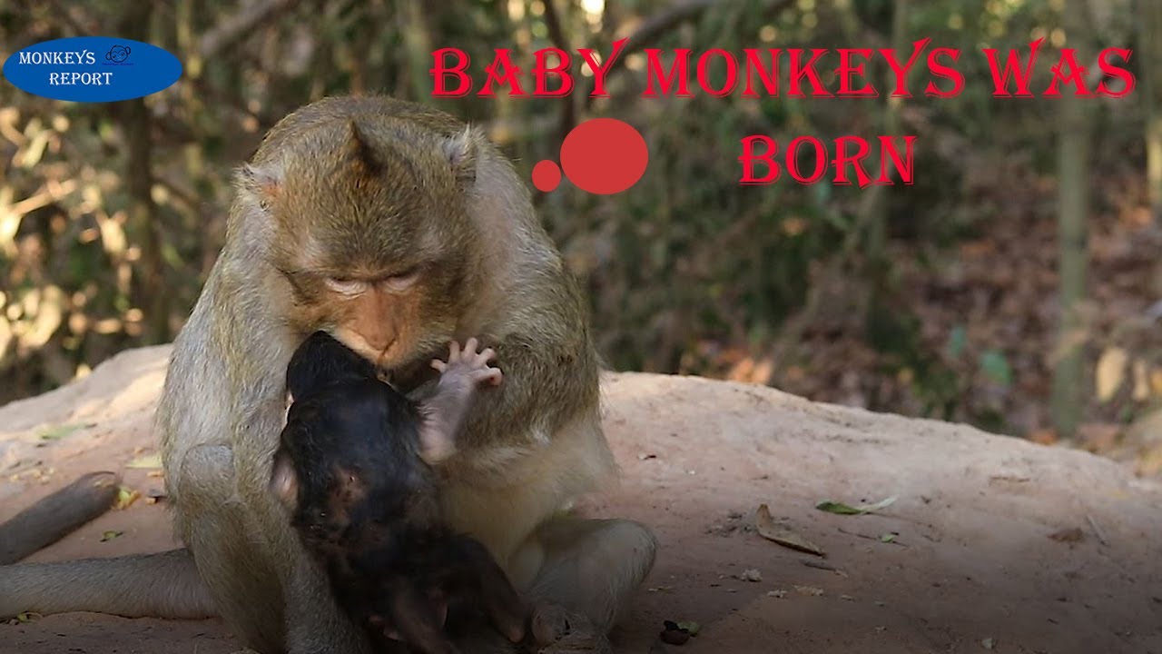 Cute Baby Monkey Was Born | Family Monkeys - YouTube