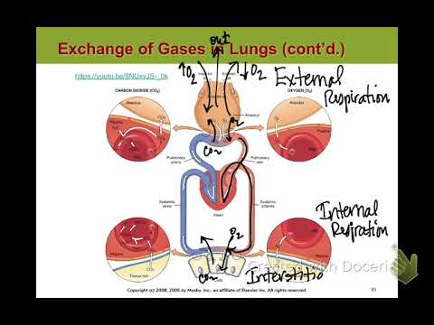 External Respiration