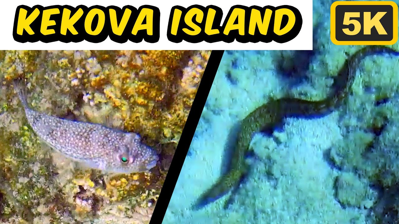 5K | UNDERWATER LIFE IN KEKOVA ISLAND - YouTube