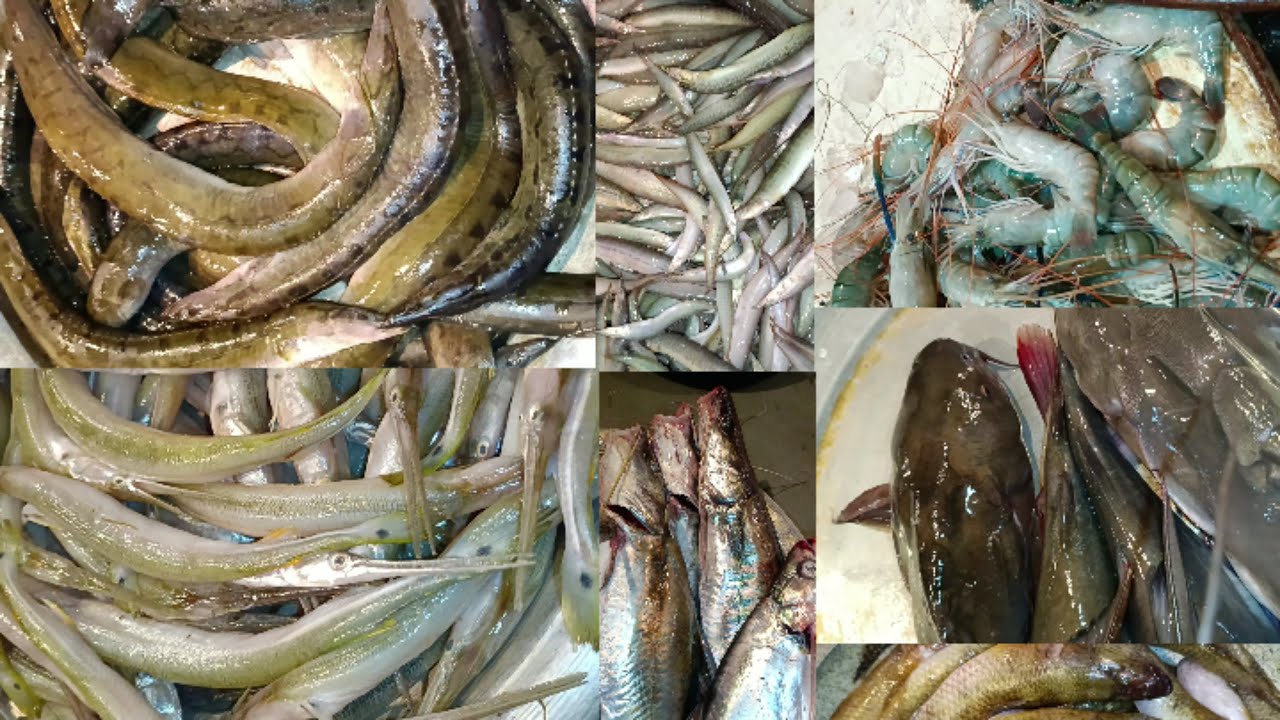 Amazing fish market video.Learn fish names. How to decoration fish ...