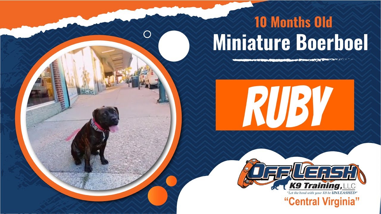 10 mo Miniature Boerboel (Ruby) | Virginia's Best Dog Trainers | Off ...