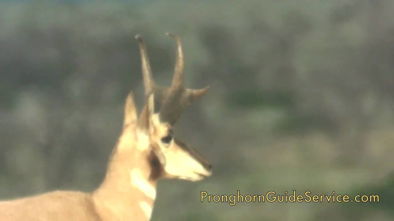 Arizona Trophy Pronghorn Antelope named PrimeTime - YouTube
