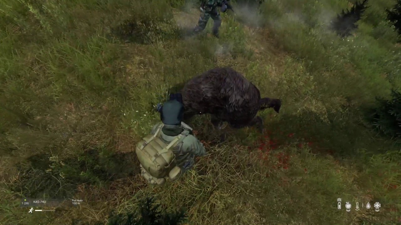 BEAR ATTACK On Chernarus !?! - DayZ (PS4) 🎮 - YouTube