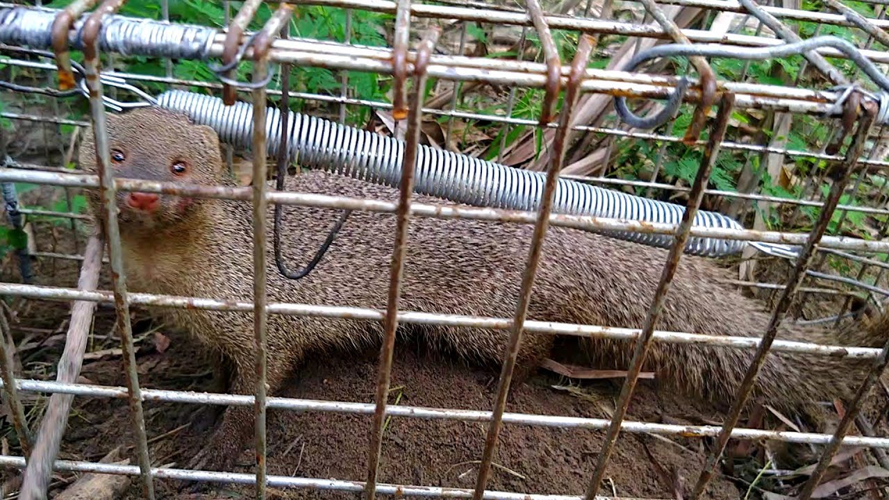 Mongoose Hunting in village forest..| Village hunter.. - YouTube