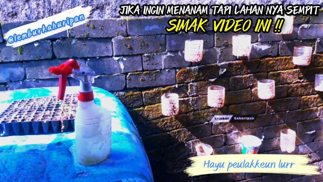 Menanam sawi pakcoy dilahan yang sempit - YouTube