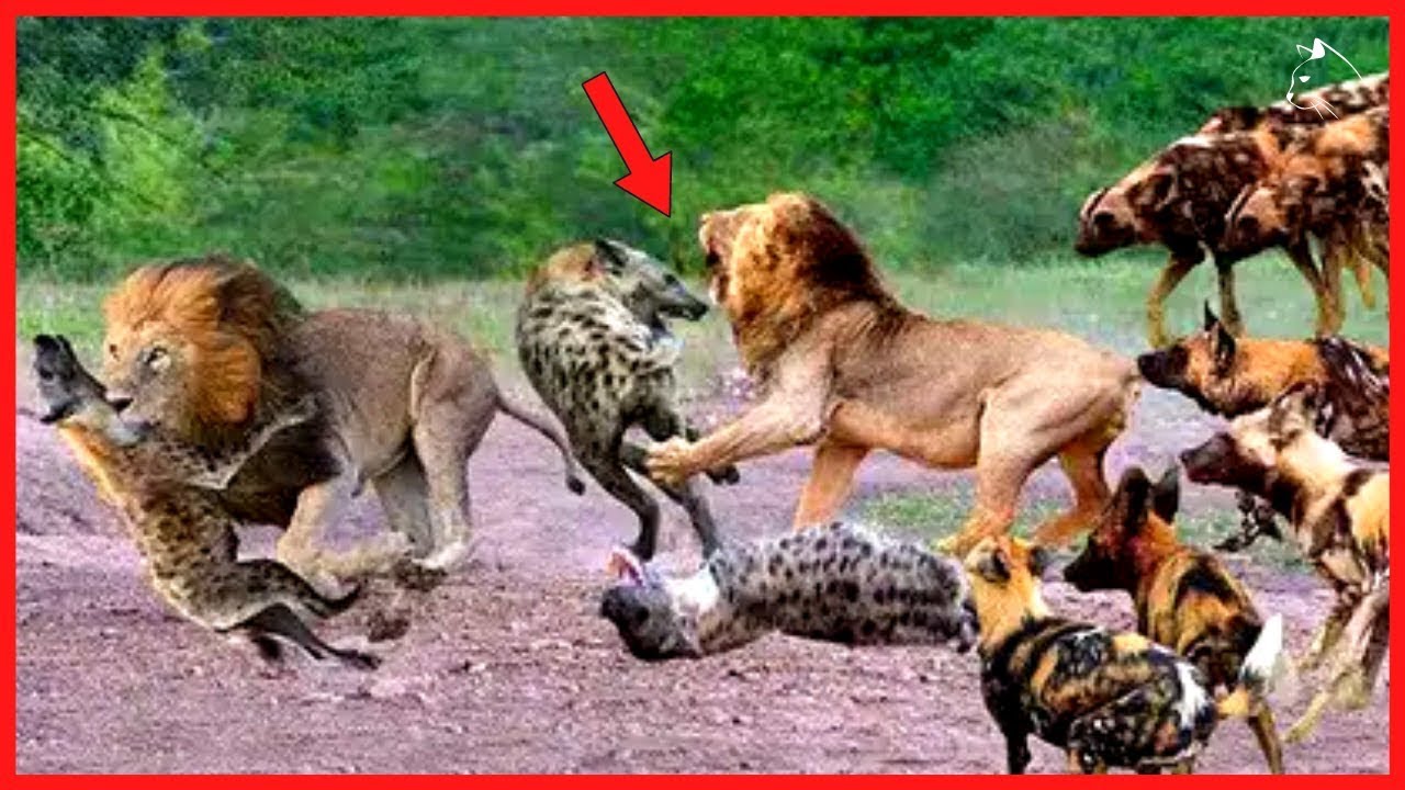Lion vs Hyena Fight || The Hyena Clan Attack & Destroys the Lion King ...