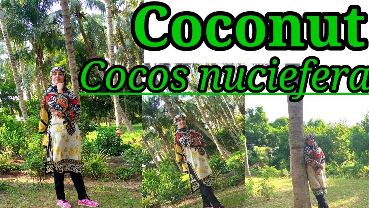 Visit Coconut Orchard |Agriculture with me. - YouTube